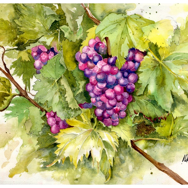 Watercolor Grapes - Etsy