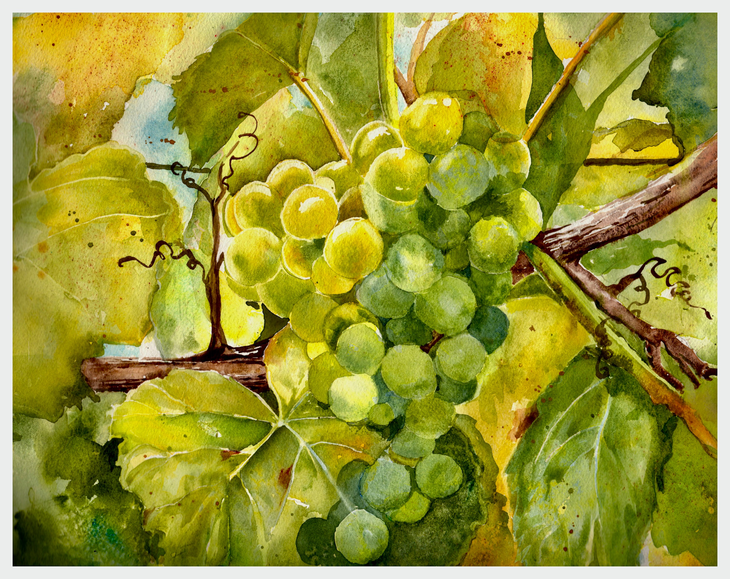 Vineyard Watercolor/ Grapes Hanging on Vine/ Grapevine Art/ Wine ...
