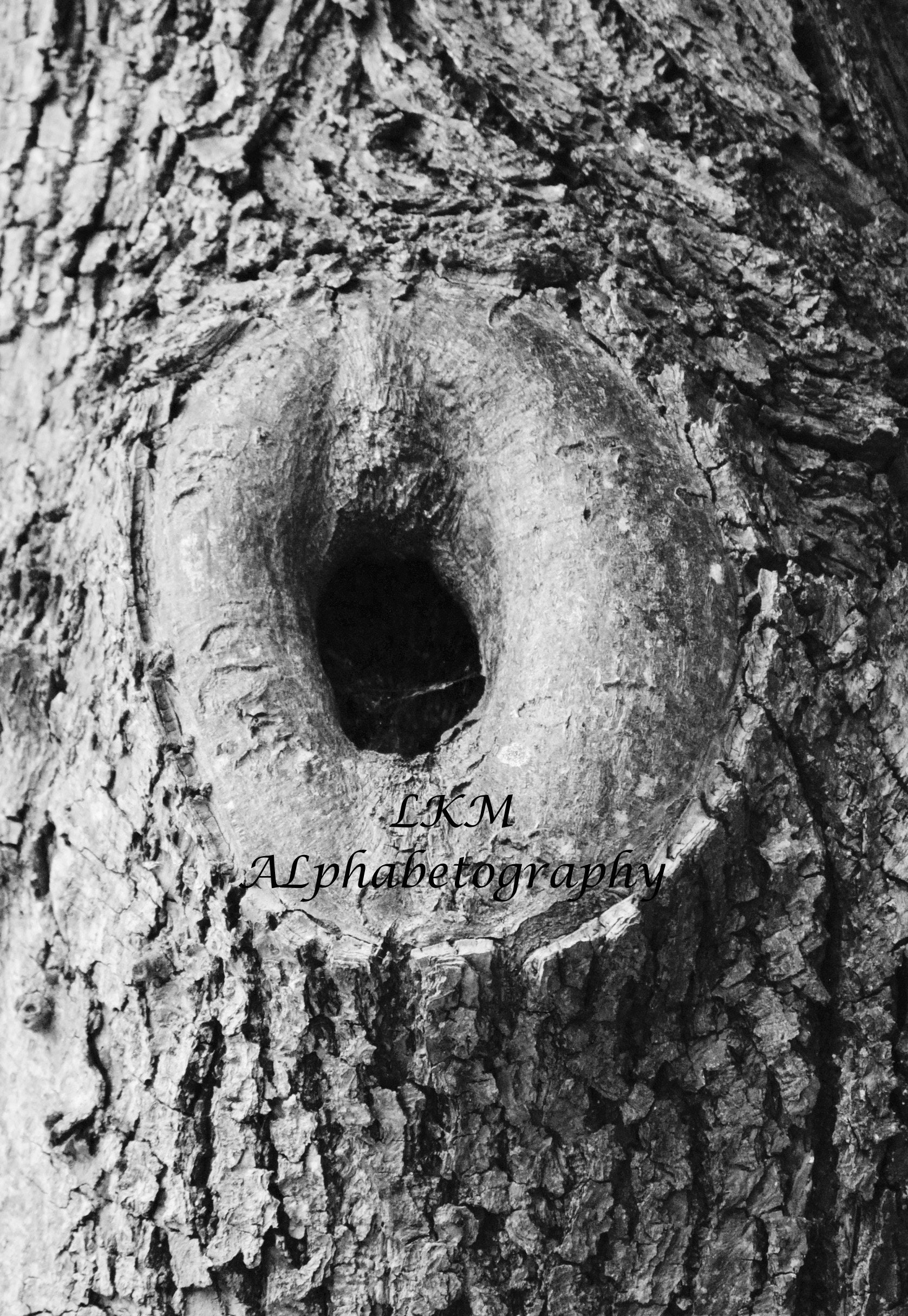 Alphabet Photography: Letter O - Etsy