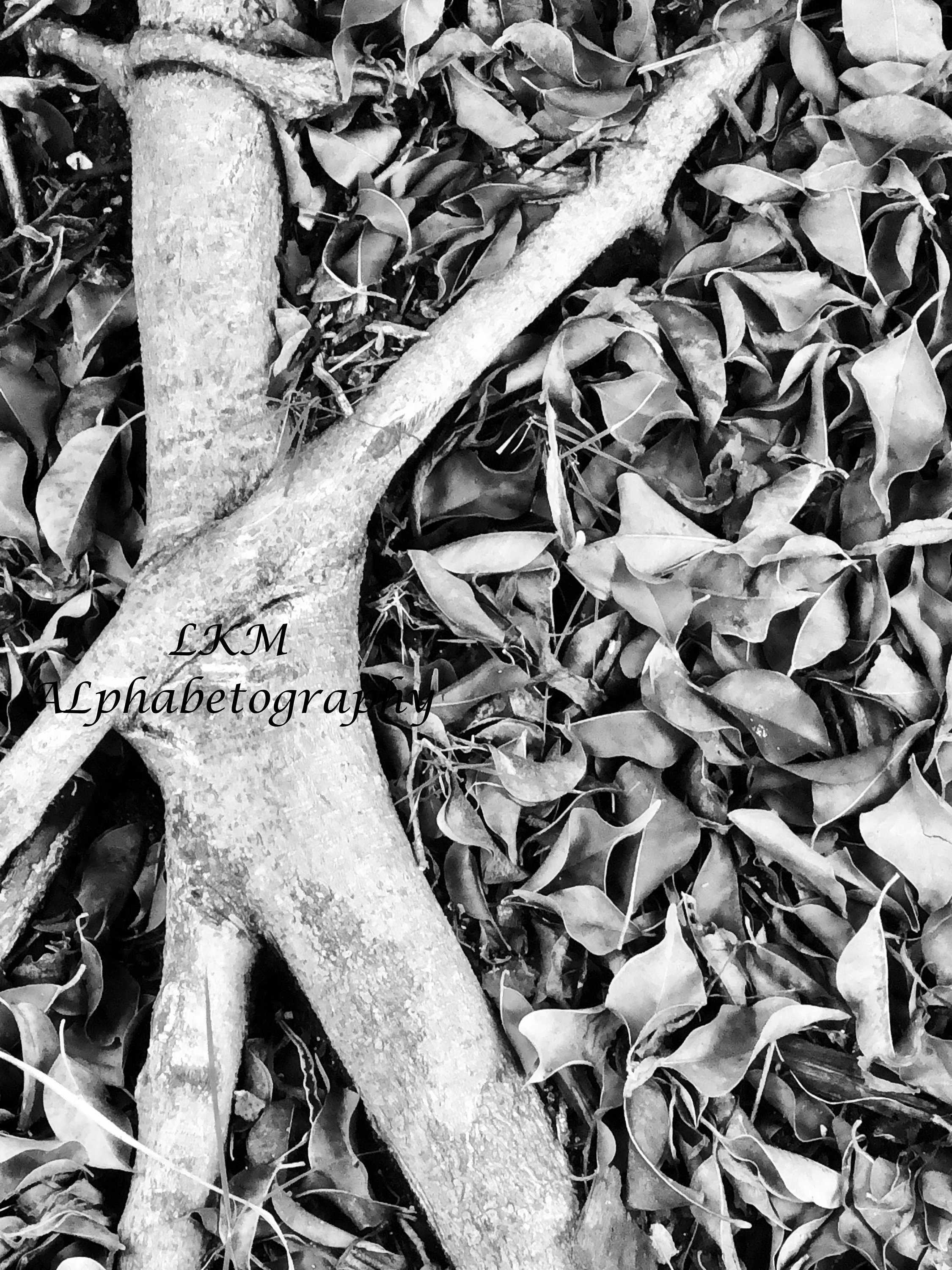 Alphabet Photography: Letter K - Etsy