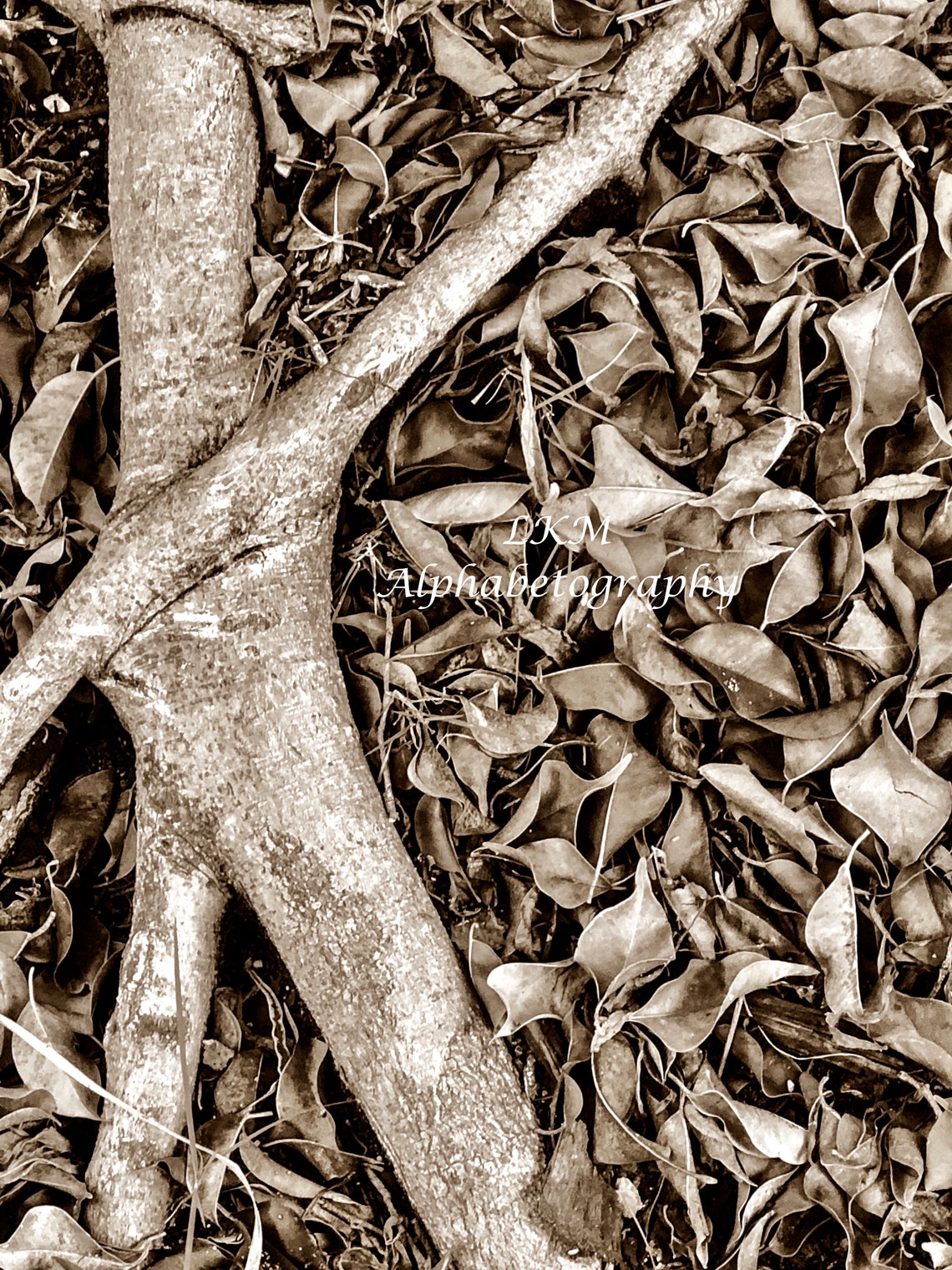 Alphabet Photography: Letter K - Etsy