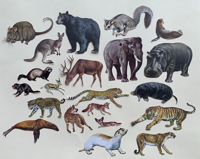 Wild Animal Paper Cut Outs - Scrapbooks, Collage, Paper Art, Crafts - Etsy