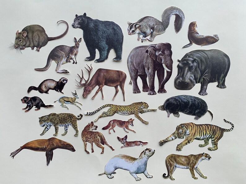 Wild Animal Paper Cut Outs - Scrapbooks, Collage, Paper Art, Crafts - Etsy