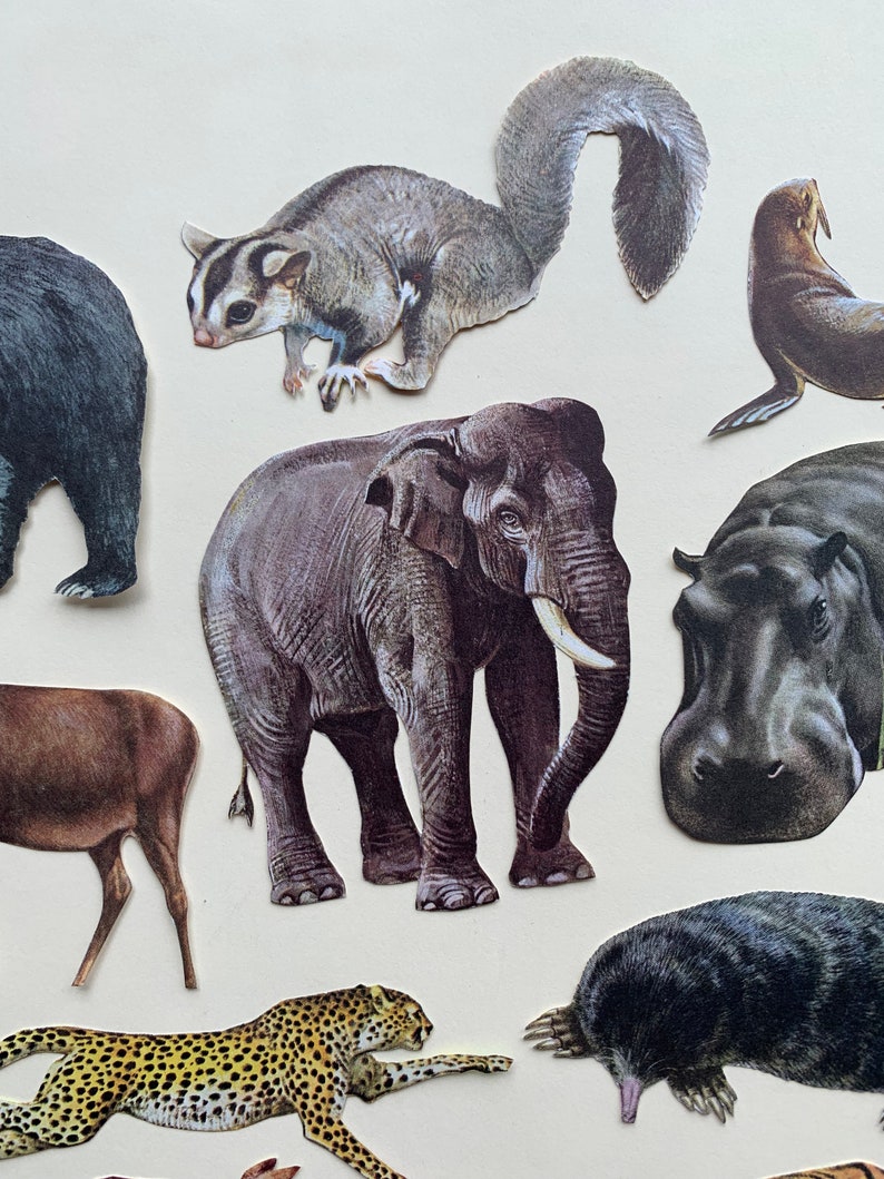 Wild Animal Paper Cut Outs Scrapbooks, Collage, Paper Art, Crafts - Etsy