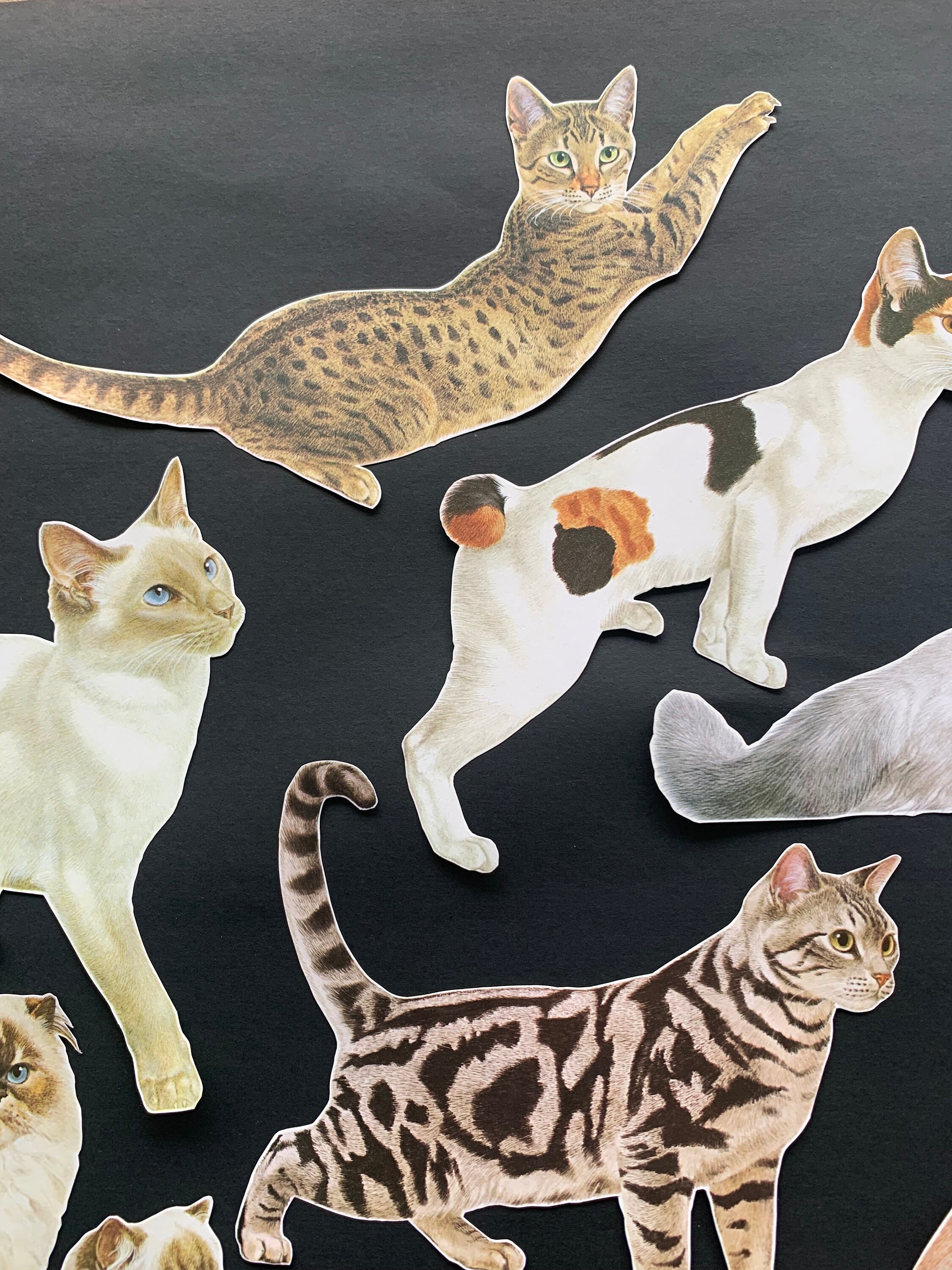 Cats Paper Cut Outs Scrapbook Embellishments Crafts Vintage Ephemera ...