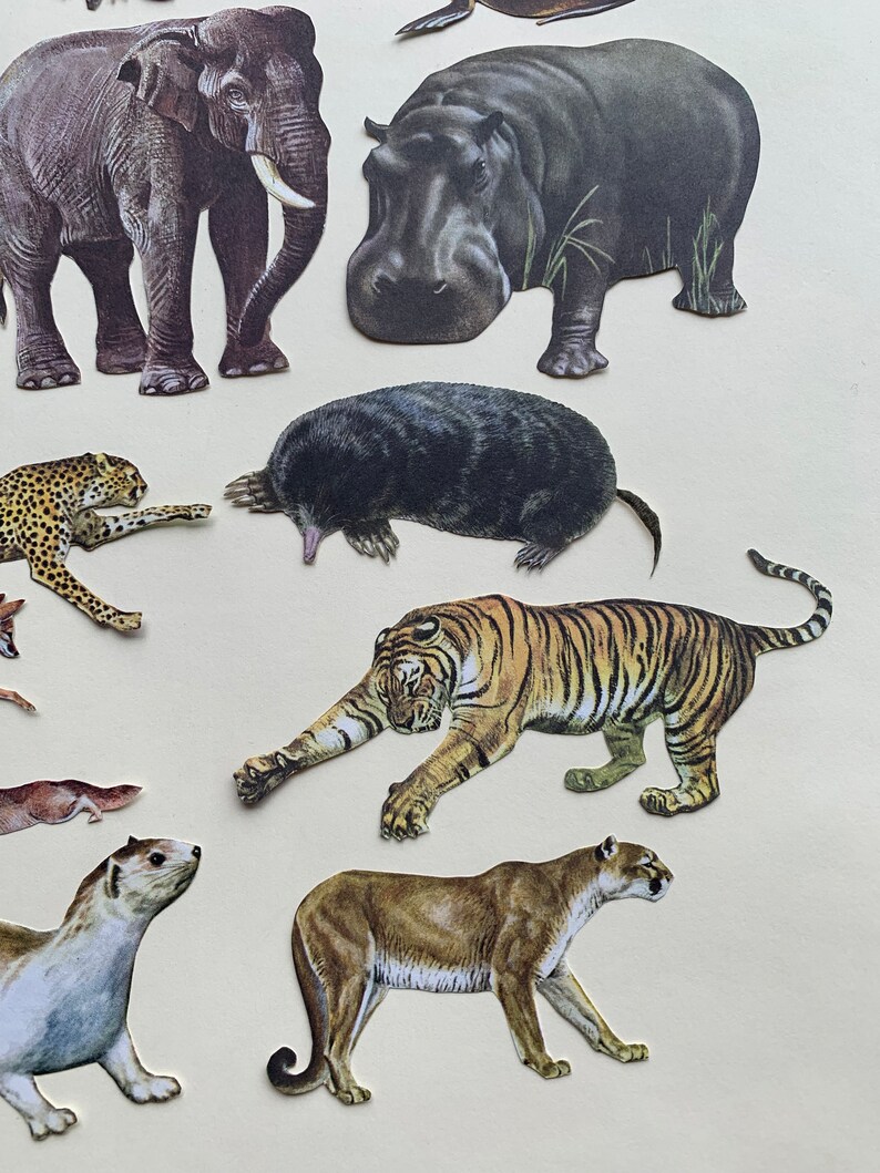 Wild Animal Paper Cut Outs - Scrapbooks, Collage, Paper Art, Crafts - Etsy