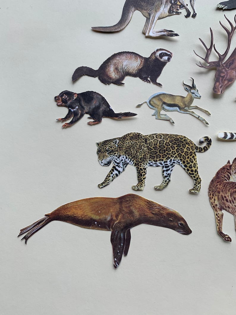 Wild Animal Paper Cut Outs Scrapbooks, Collage, Paper Art, Crafts - Etsy UK