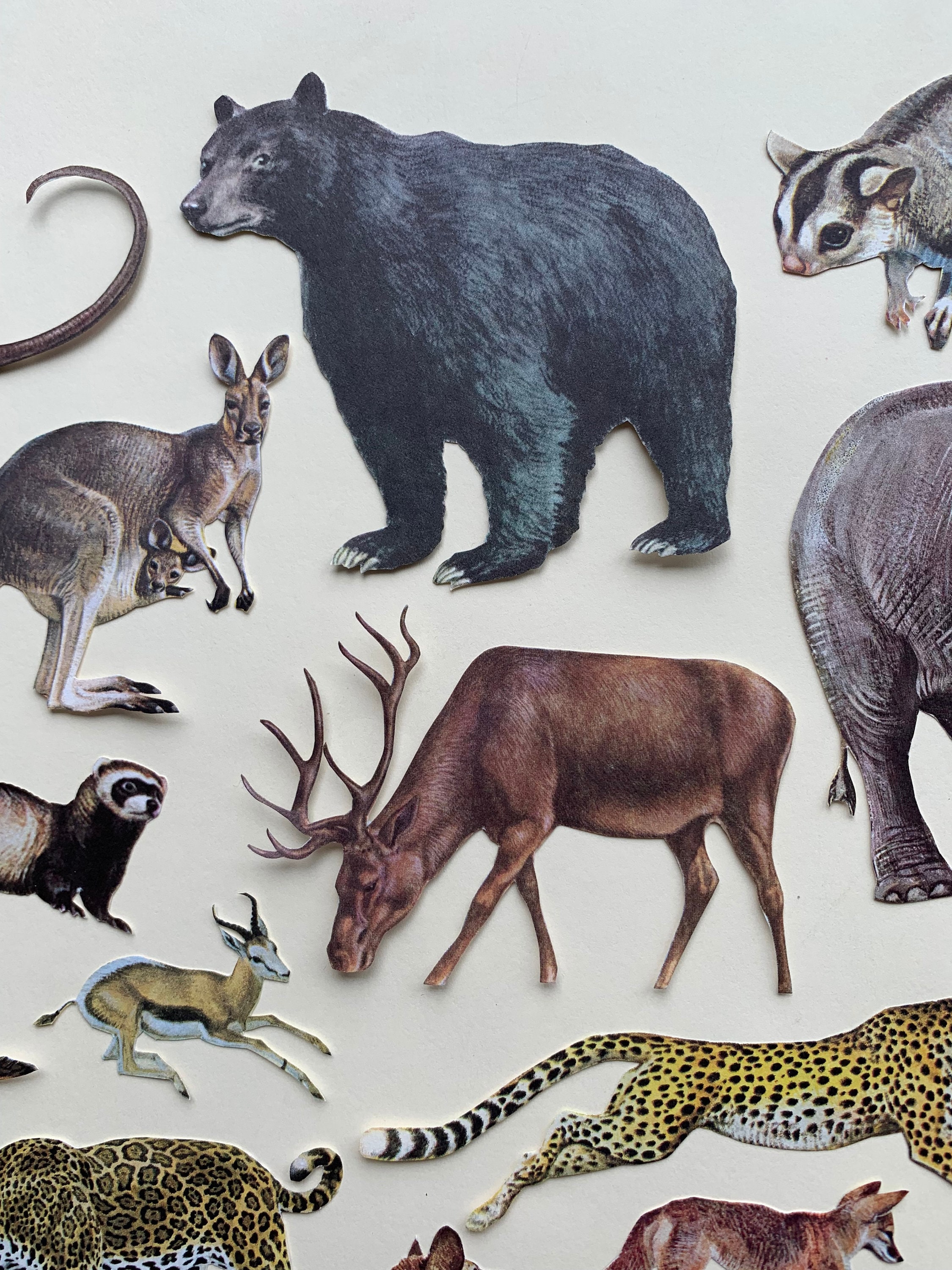 Wild Animal Paper Cut Outs - Scrapbooks, Collage, Paper Art, Crafts - Etsy