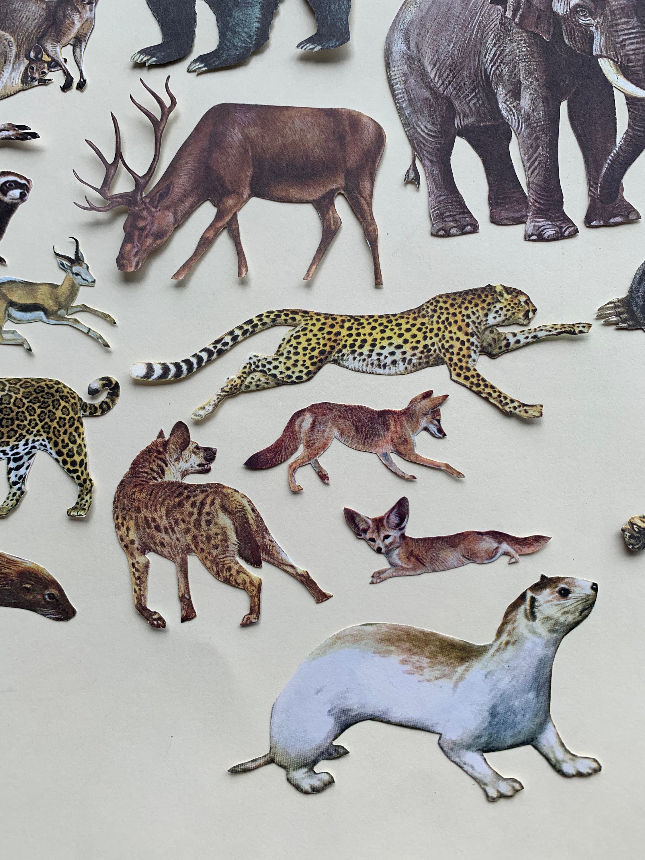 Wild Animal Paper Cut Outs - Scrapbooks, Collage, Paper Art, Crafts - Etsy