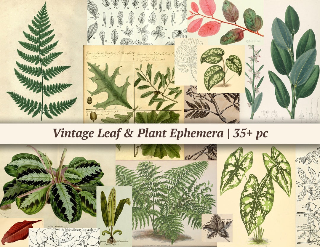 Vintage Leaf & Plant Ephemera, Printable Botanical Junk Journal Paper ...