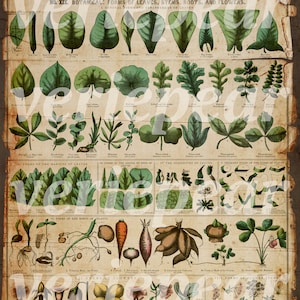 Vintage Botanical School Chart Pages | Digital Junk Journal Ephemera ...