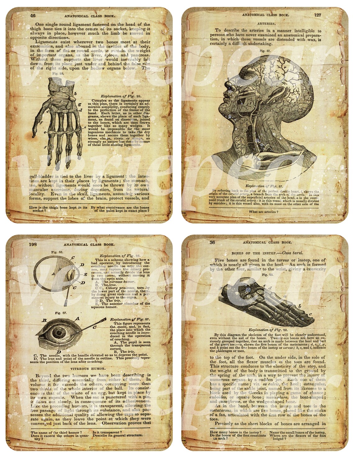 Vintage Anatomical Journaling Cards | 20 Pc | Printable Anatomy Junk ...