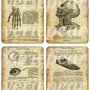 Vintage Anatomical Journaling Cards | 20 Pc | Printable Anatomy Junk ...