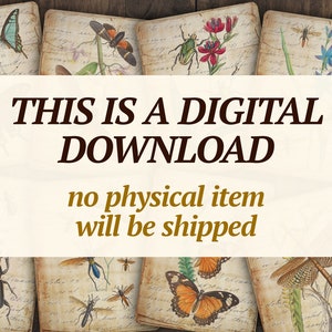 Vintage Insect Digital Journaling Cards Bugs, Beetles & Butterflies ...