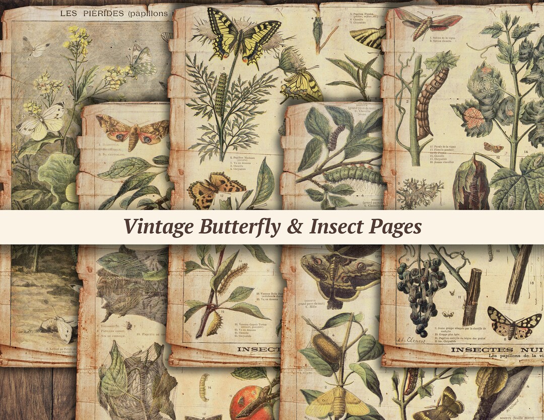 Vintage Butterfly Pages | Digital Entomology Paper, Printable Insects ...