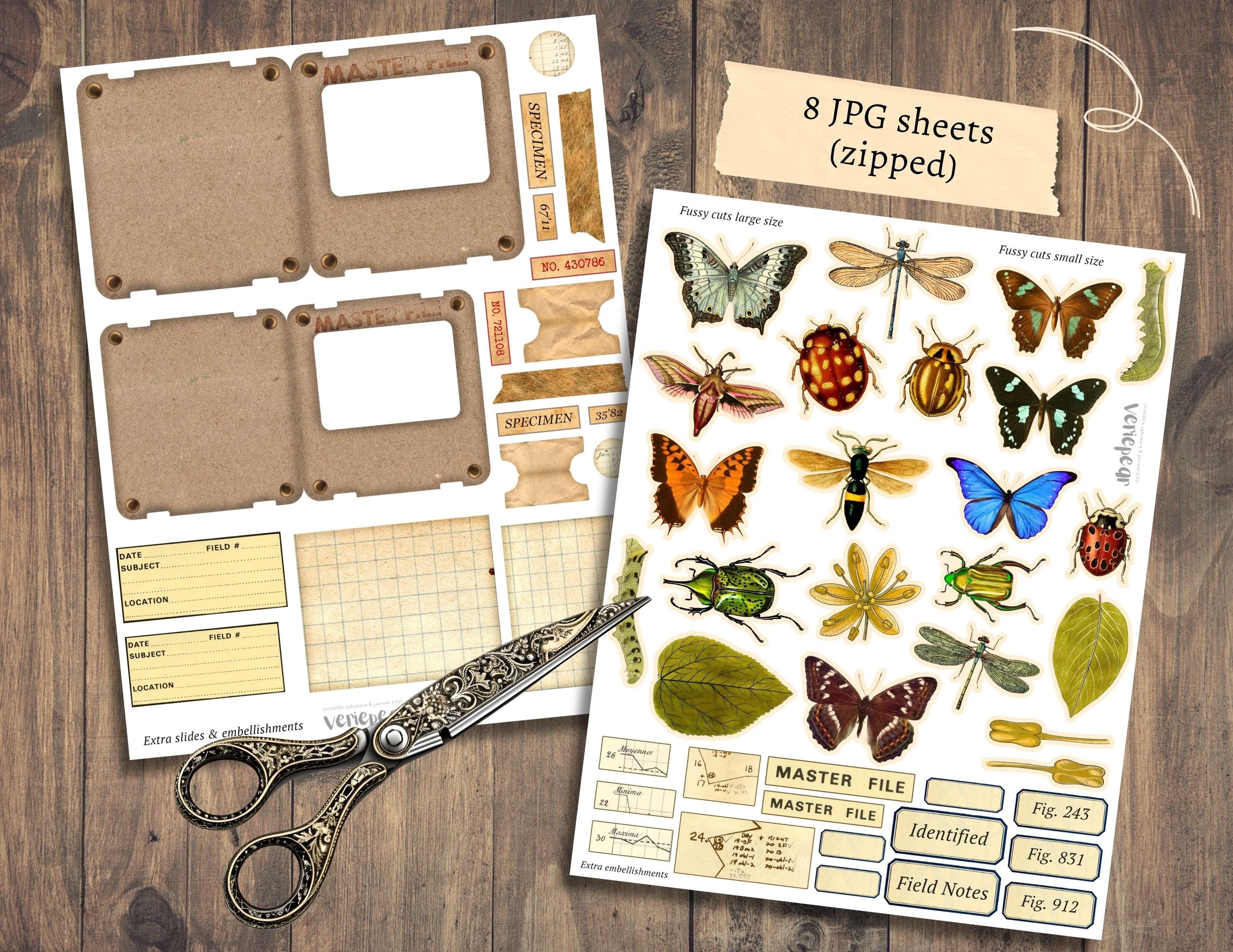 Specimen Slide Kit, Digital Insect Ephemera, Entomology Printable ...