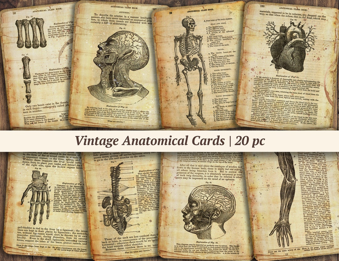 Vintage Anatomical Journaling Cards | 20 Pc | Printable Anatomy Junk ...
