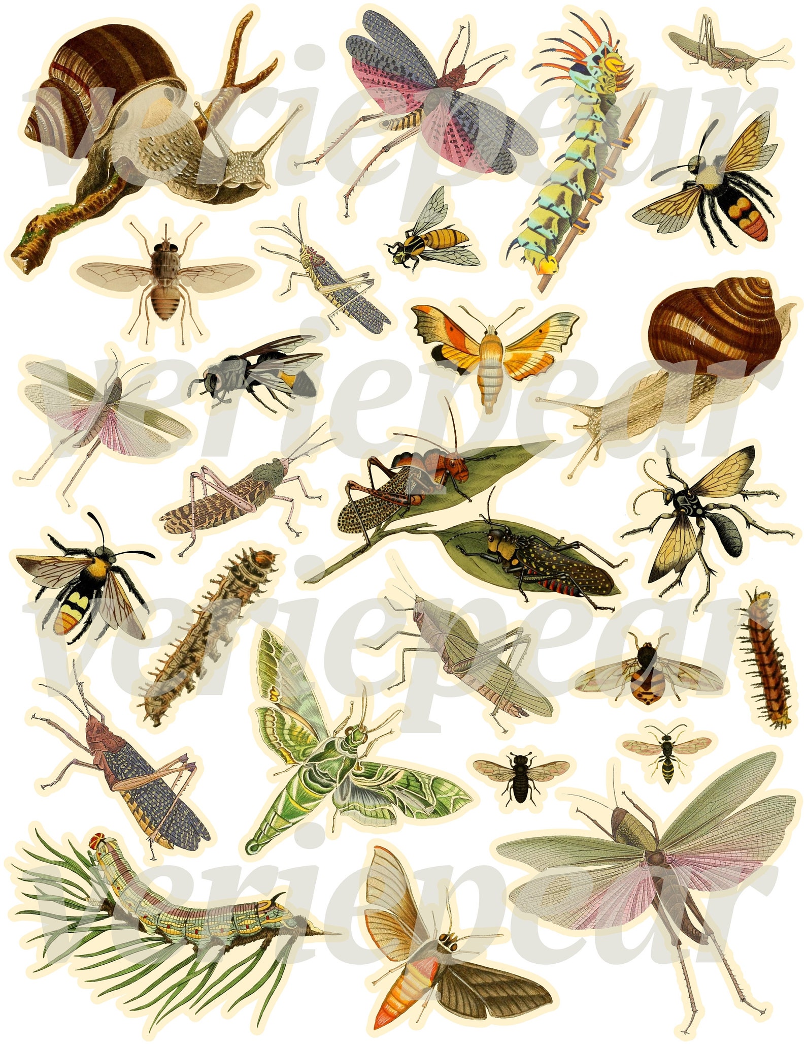 Insect Fussy Cut Printable Vintage Ephemera Bug Collage - Etsy