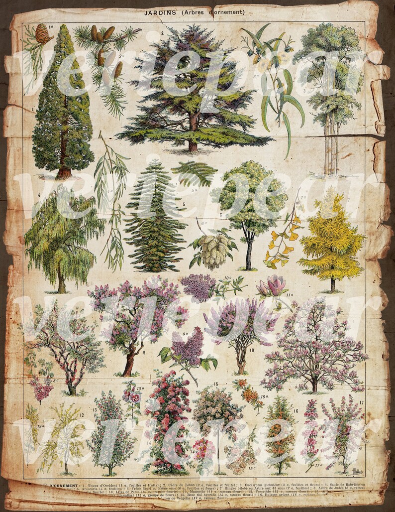 Vintage Botanical Tree Pages | Printable Junk Journal Paper, Digital ...
