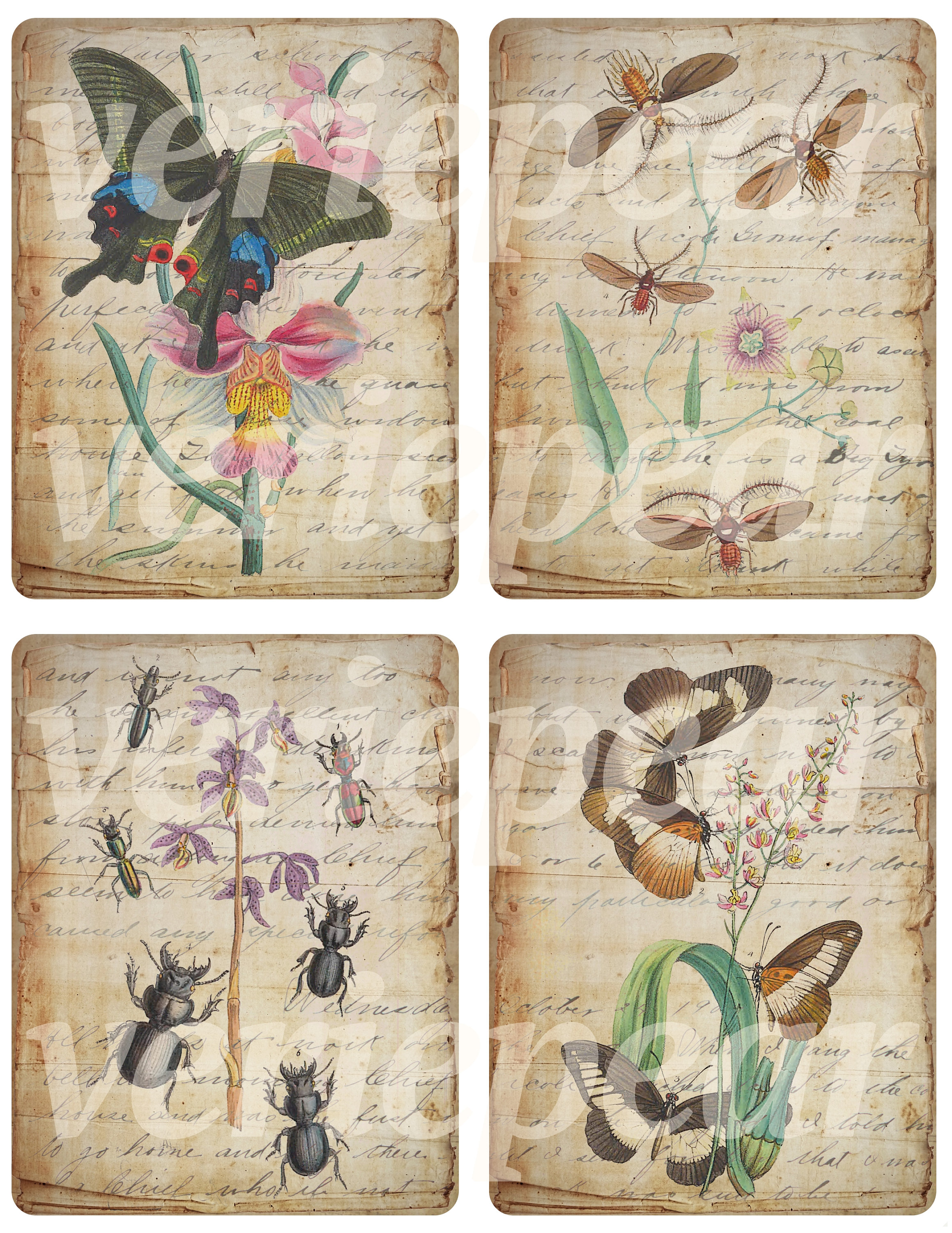 Vintage Insect Digital Journaling Cards | Bugs, Beetles & Butterflies ...