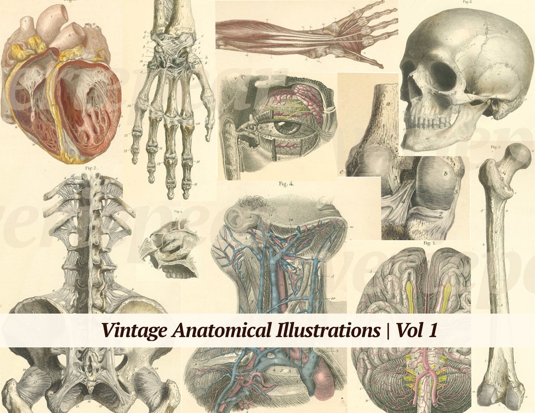 Vintage Anatomical Illustrations Digikit | Vol 1 | Printable Human ...