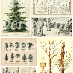 Vintage Tree Ephemera | 30+ Pc, Digital Botanical Junk Journal Paper ...
