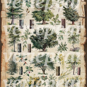 Vintage Botanical Tree Pages | Printable Junk Journal Paper, Digital ...