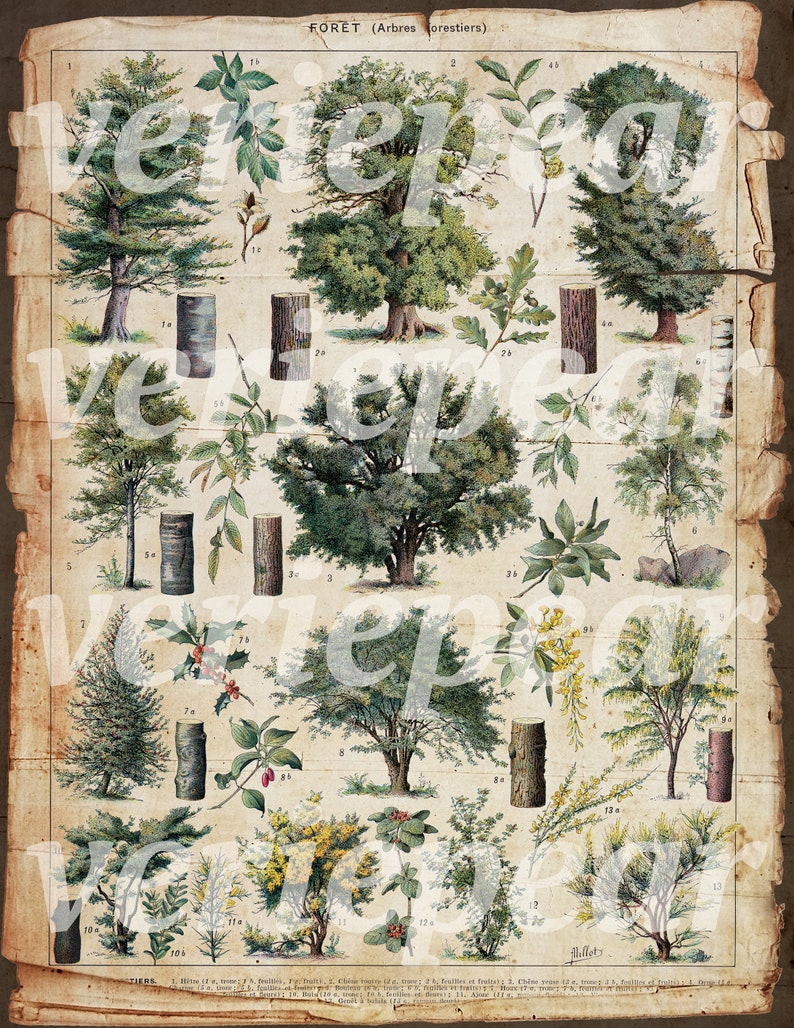 Vintage Botanical Tree Pages | Printable Junk Journal Paper, Digital ...
