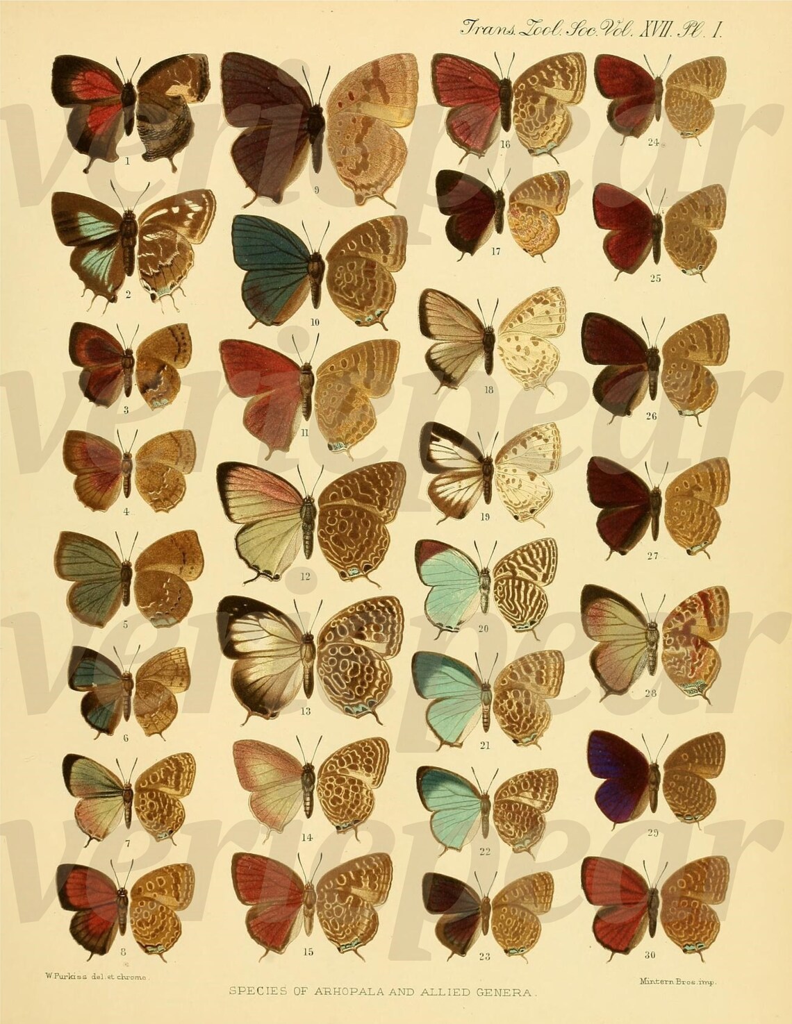 Vintage Butterfly Printables Butterfly Digikit Digital - Etsy