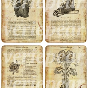 Vintage Anatomical Journaling Cards | 20 Pc | Printable Anatomy Junk ...