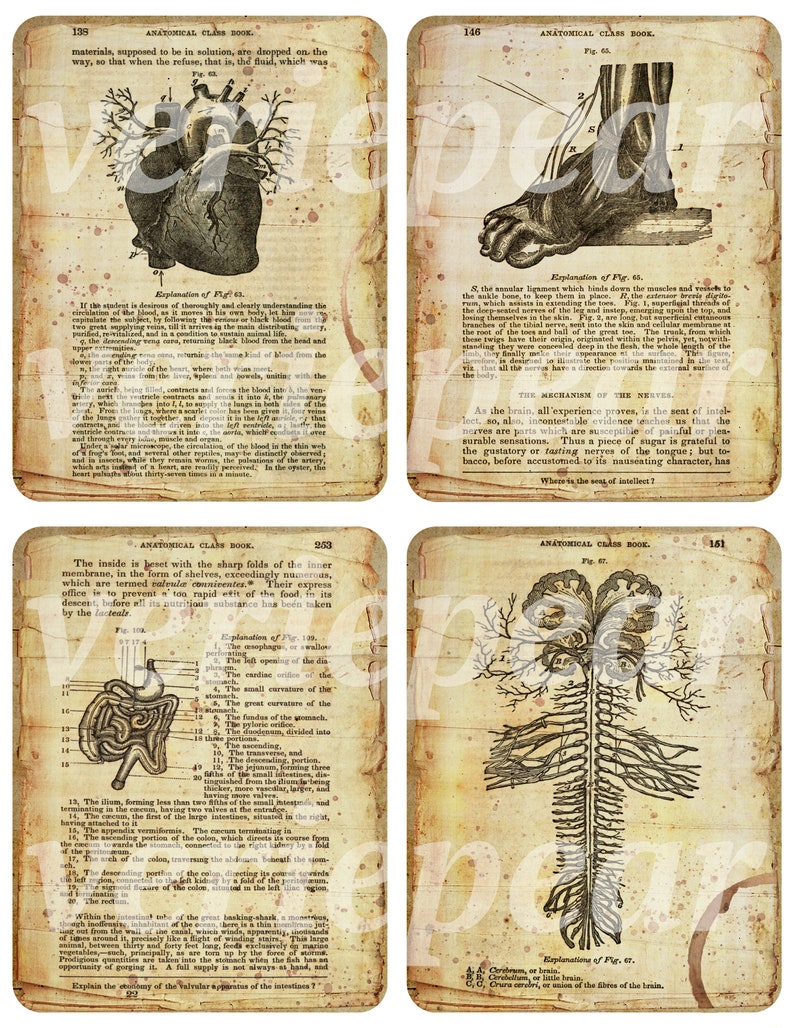 Vintage Anatomical Journaling Cards | 20 Pc | Printable Anatomy Junk ...
