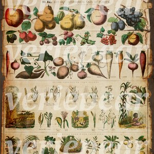 Vintage Botanical School Chart Pages | Digital Junk Journal Ephemera ...