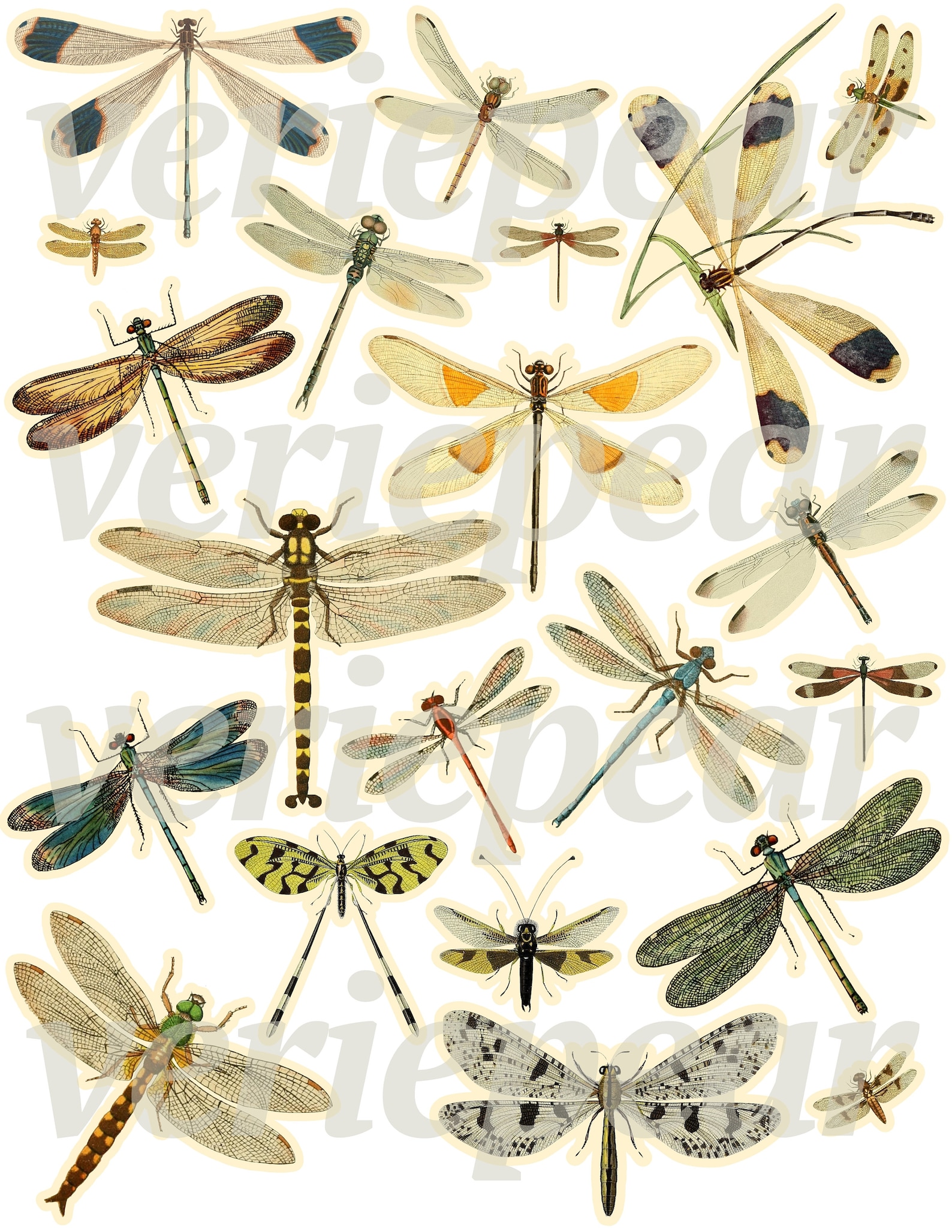 Insect Fussy Cut Printable Vintage Ephemera Bug Collage - Etsy