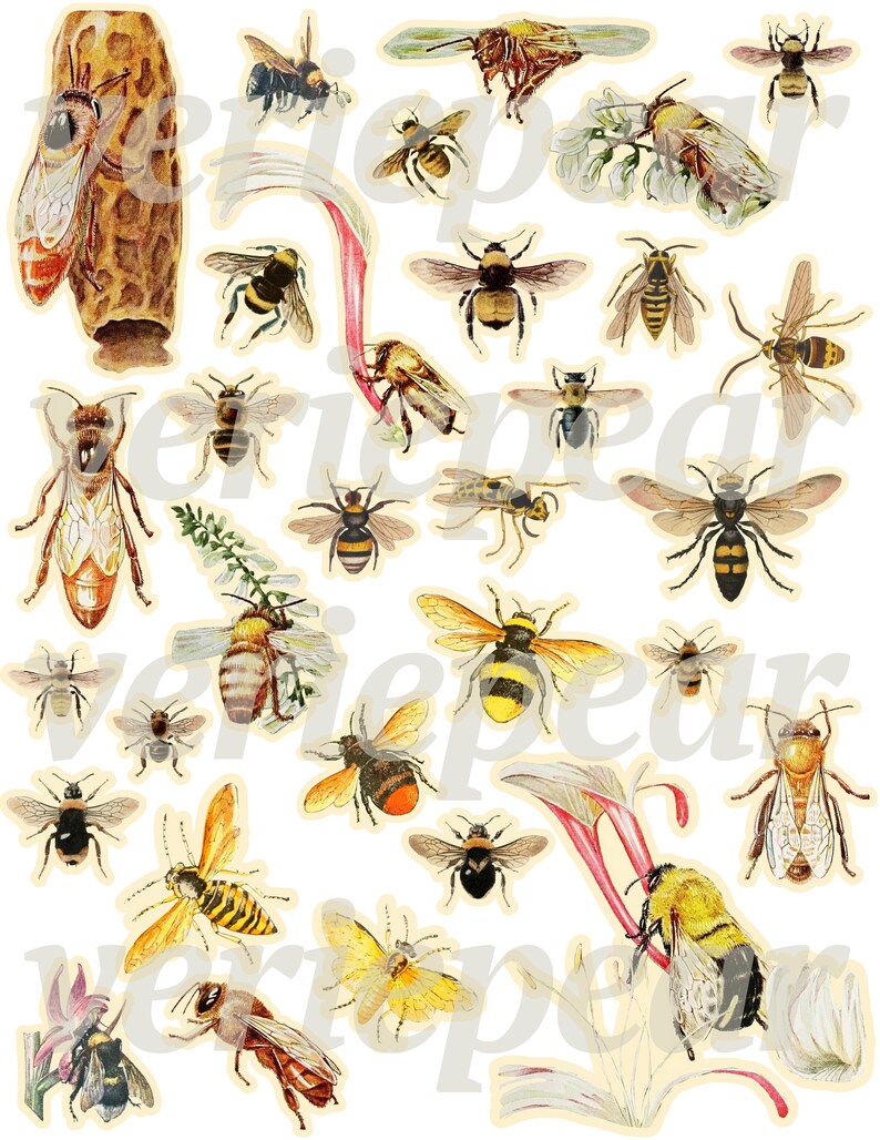 Insect Fussy Cut | Printable Vintage Ephemera | Bug Collage Sheet ...