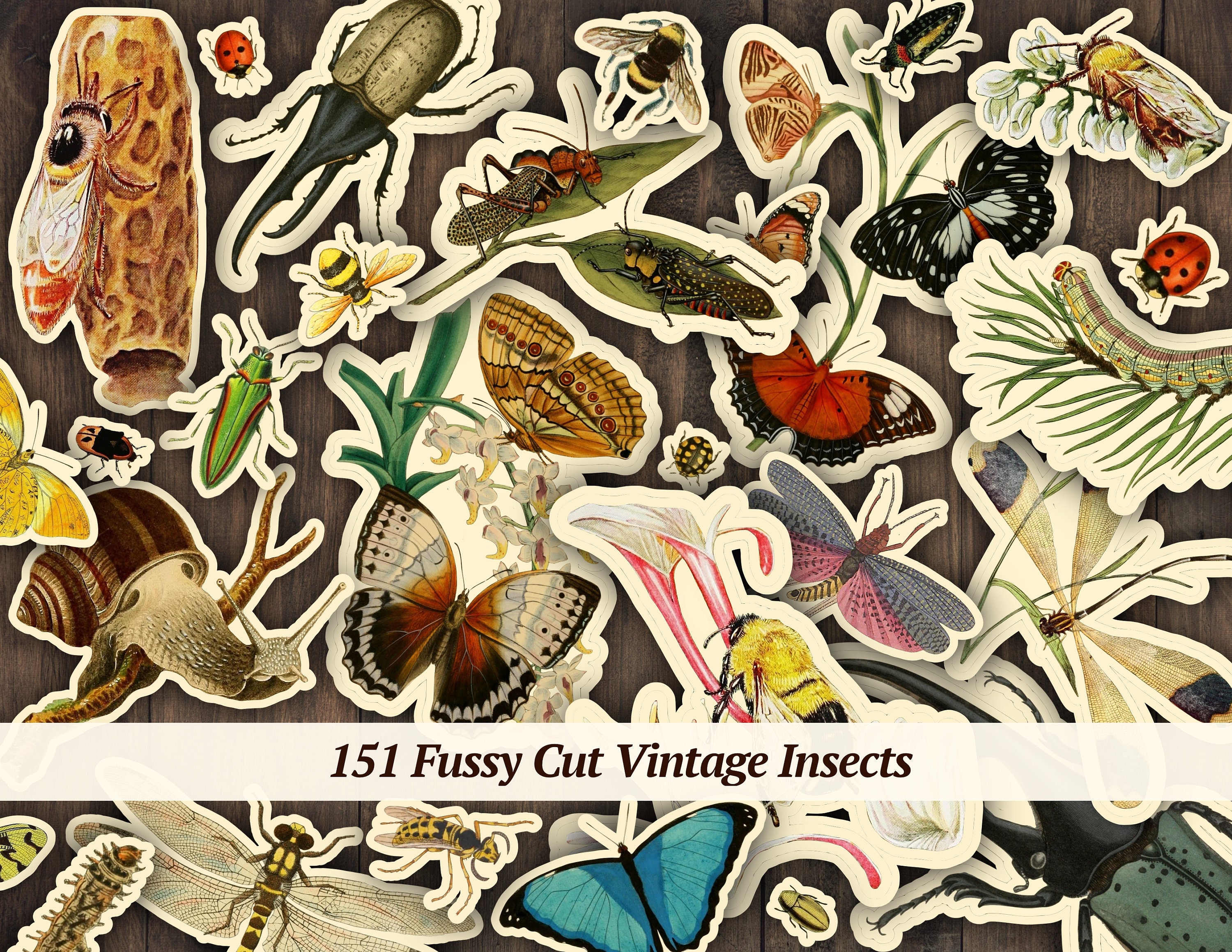 Insect Fussy Cut | Printable Vintage Ephemera | Bug Collage Sheet ...