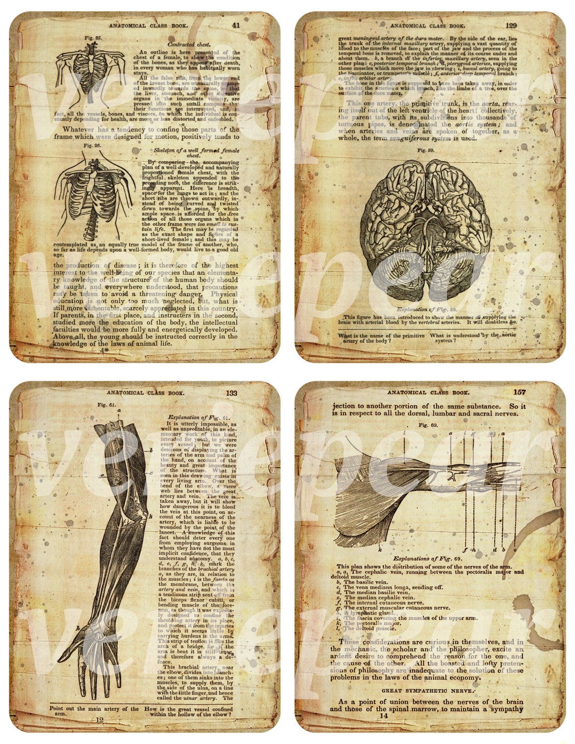 Vintage Anatomical Journaling Cards | 20 Pc | Printable Anatomy Junk ...