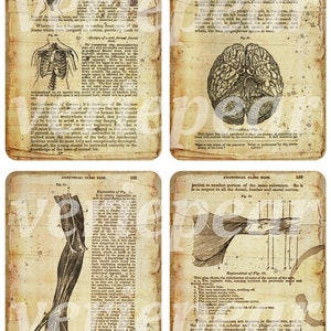 Vintage Anatomical Journaling Cards | 20 Pc | Printable Anatomy Junk ...