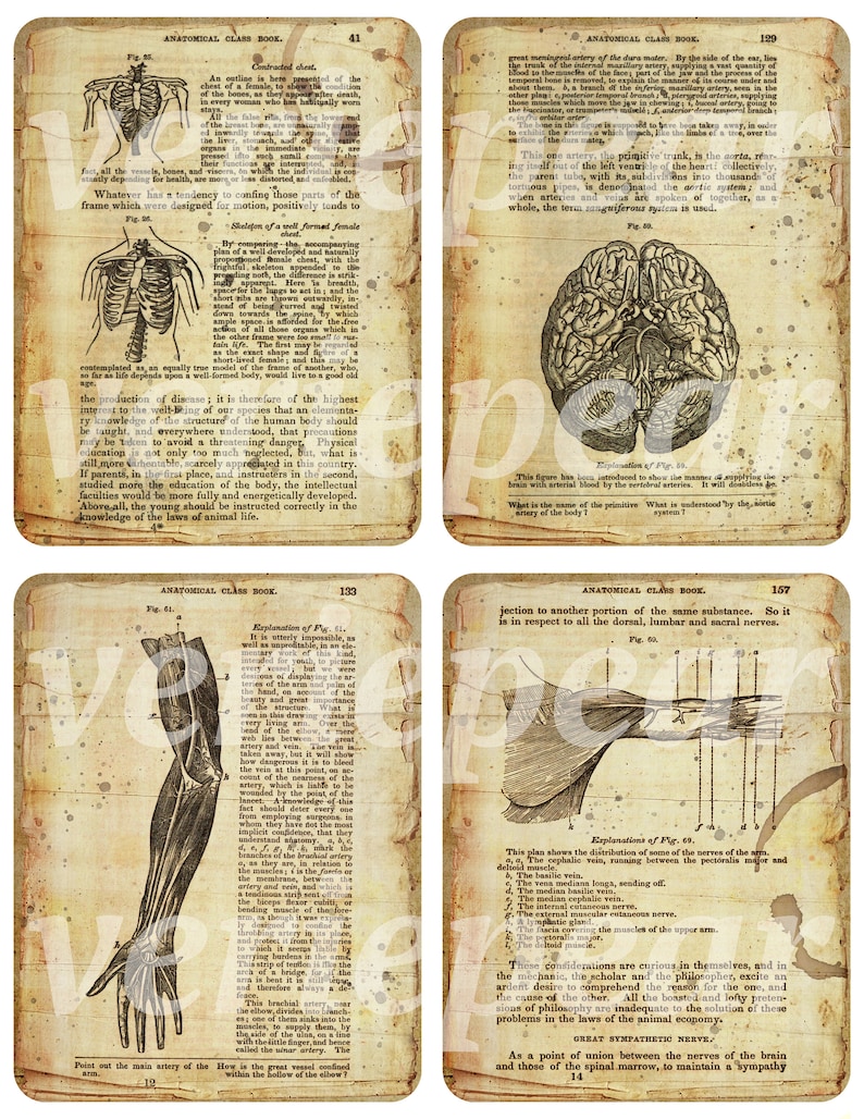 Vintage Anatomical Journaling Cards | 20 Pc | Printable Anatomy Junk ...
