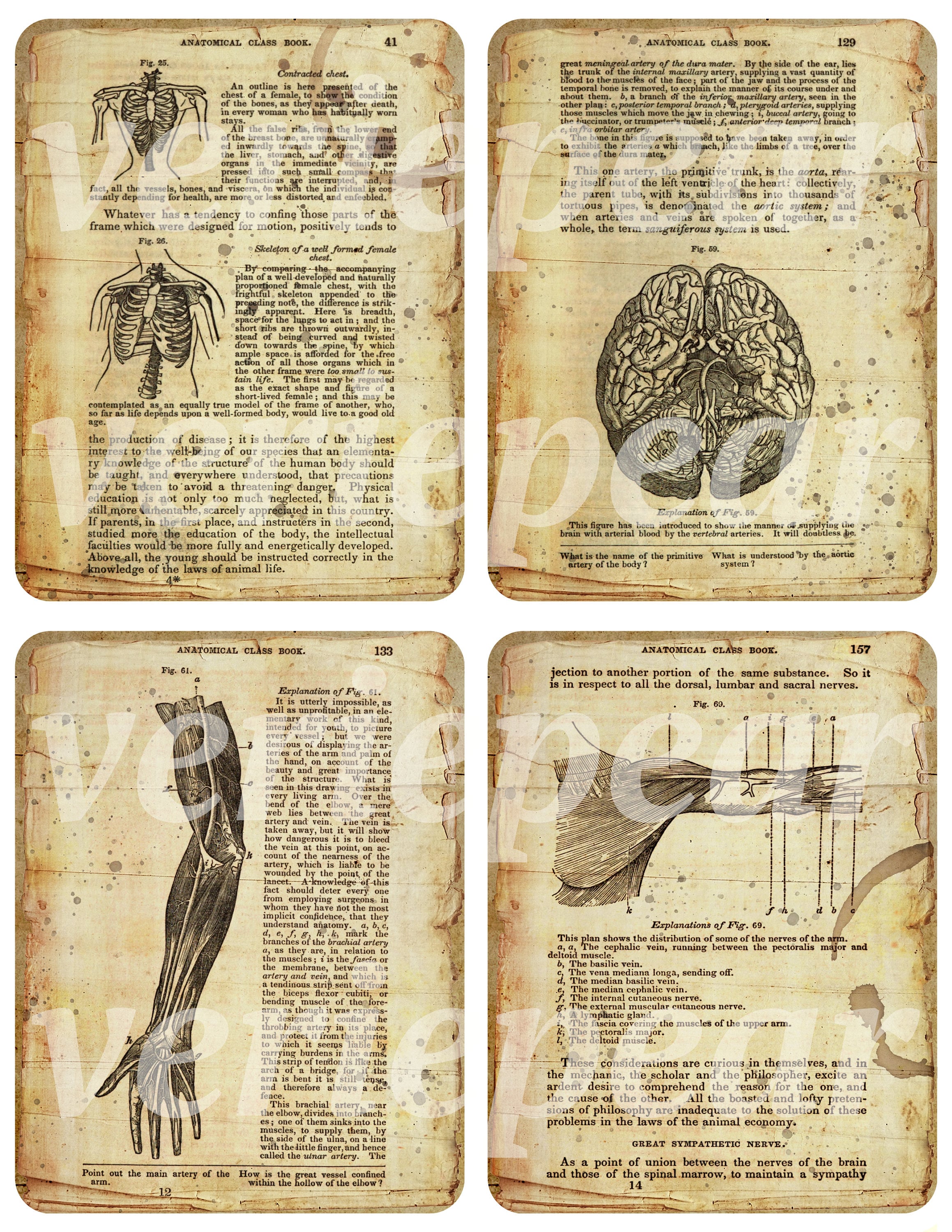 Vintage Anatomical Journaling Cards | 20 Pc | Printable Anatomy Junk ...
