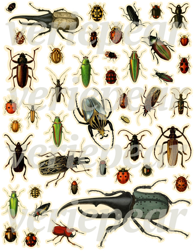 Insect Fussy Cut | Printable Vintage Ephemera | Bug Collage Sheet ...