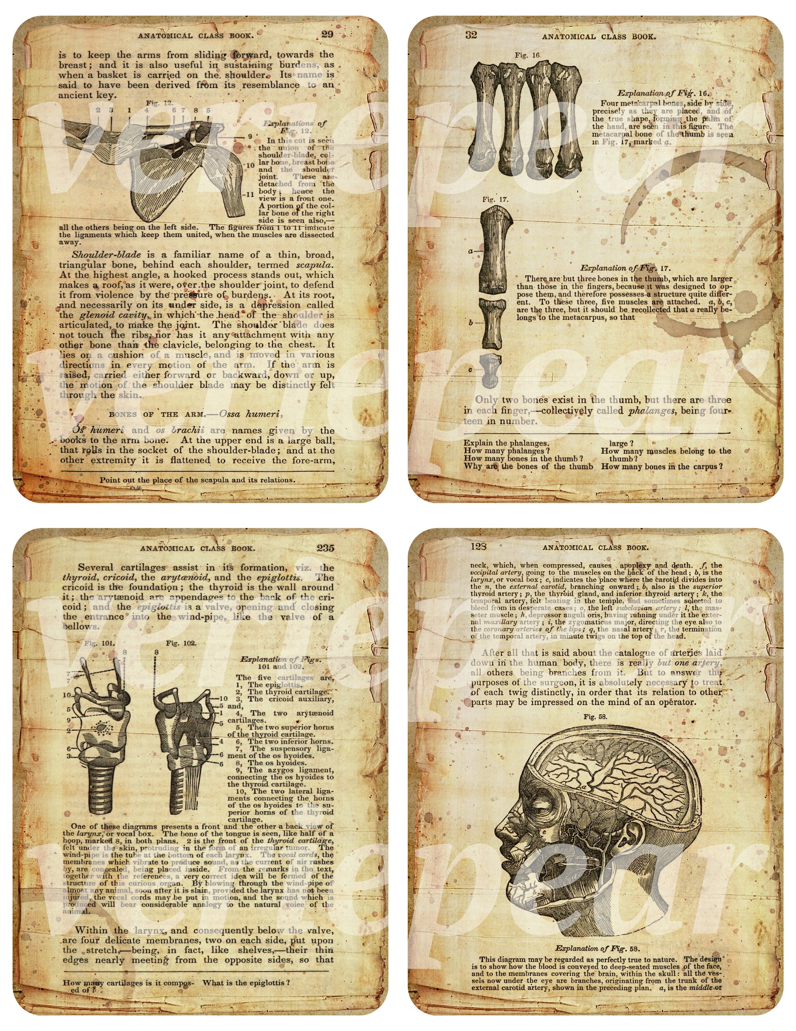 Vintage Anatomical Journaling Cards | 20 Pc | Printable Anatomy Junk ...
