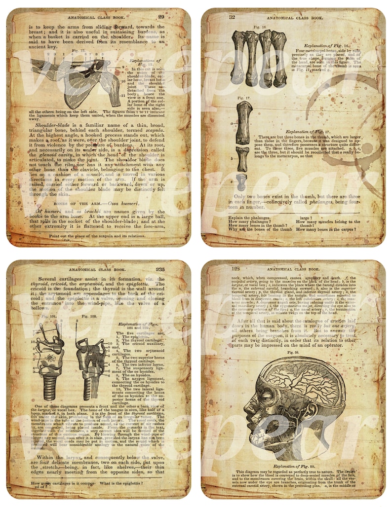 Vintage Anatomical Journaling Cards | 20 Pc | Printable Anatomy Junk ...