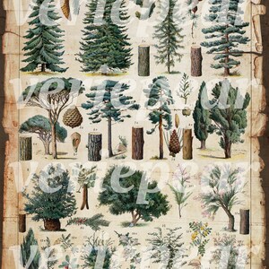 Vintage Botanical Tree Pages | Printable Junk Journal Paper, Digital ...