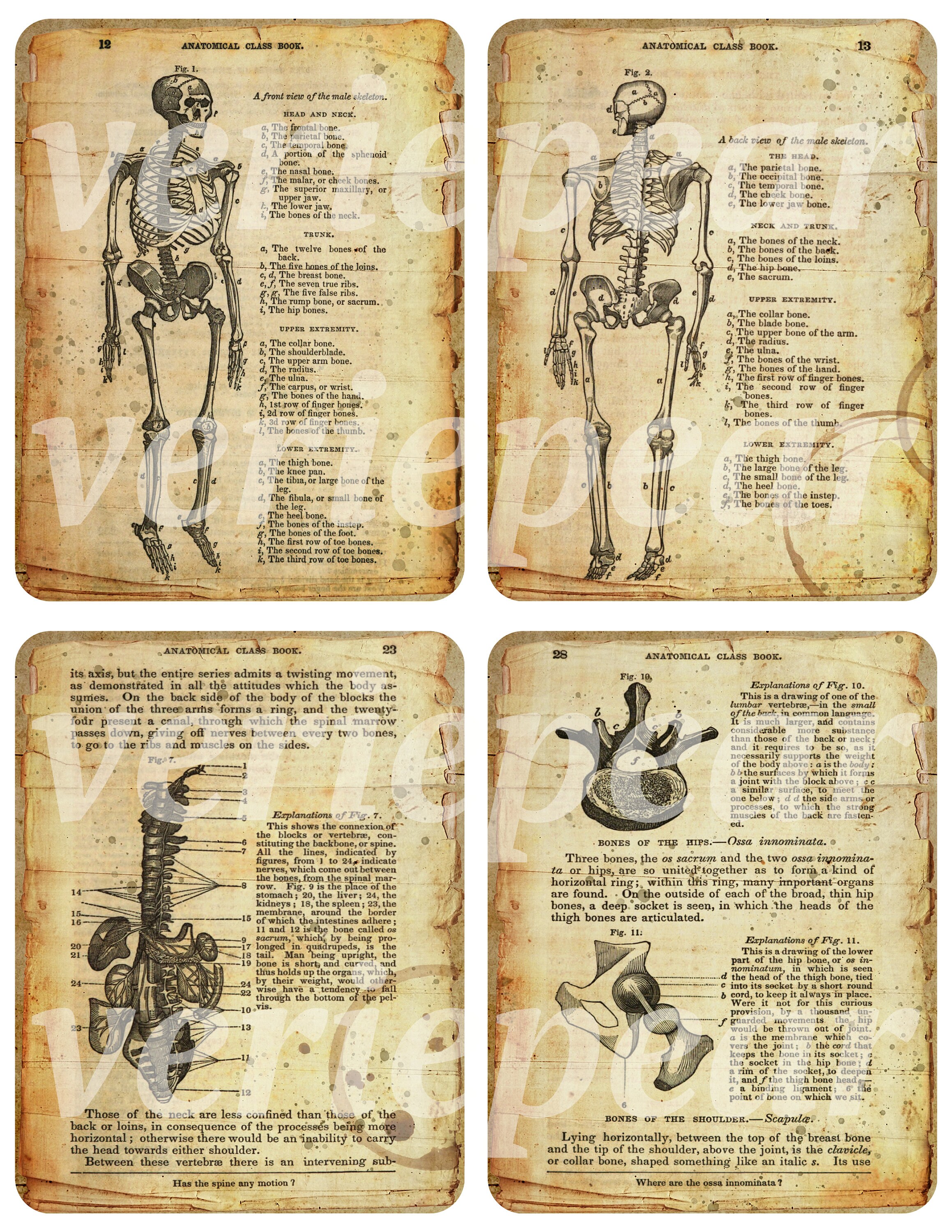 Vintage Anatomical Journaling Cards | 20 Pc | Printable Anatomy Junk ...