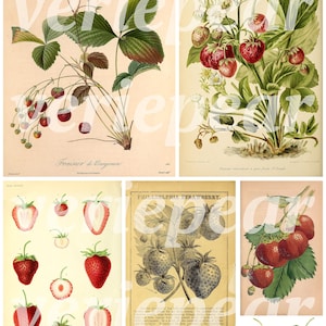 Vintage Strawberry Ephemera, Printable Junk Journal Paper, Digital ...