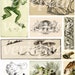 Vintage Frog Ephemera Kit | 40+ Pc | Toad Junk Journal Paper, Trade ...
