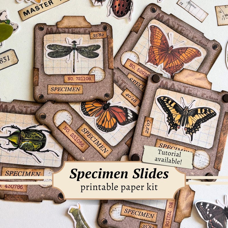 Insect in Slides - Etsy