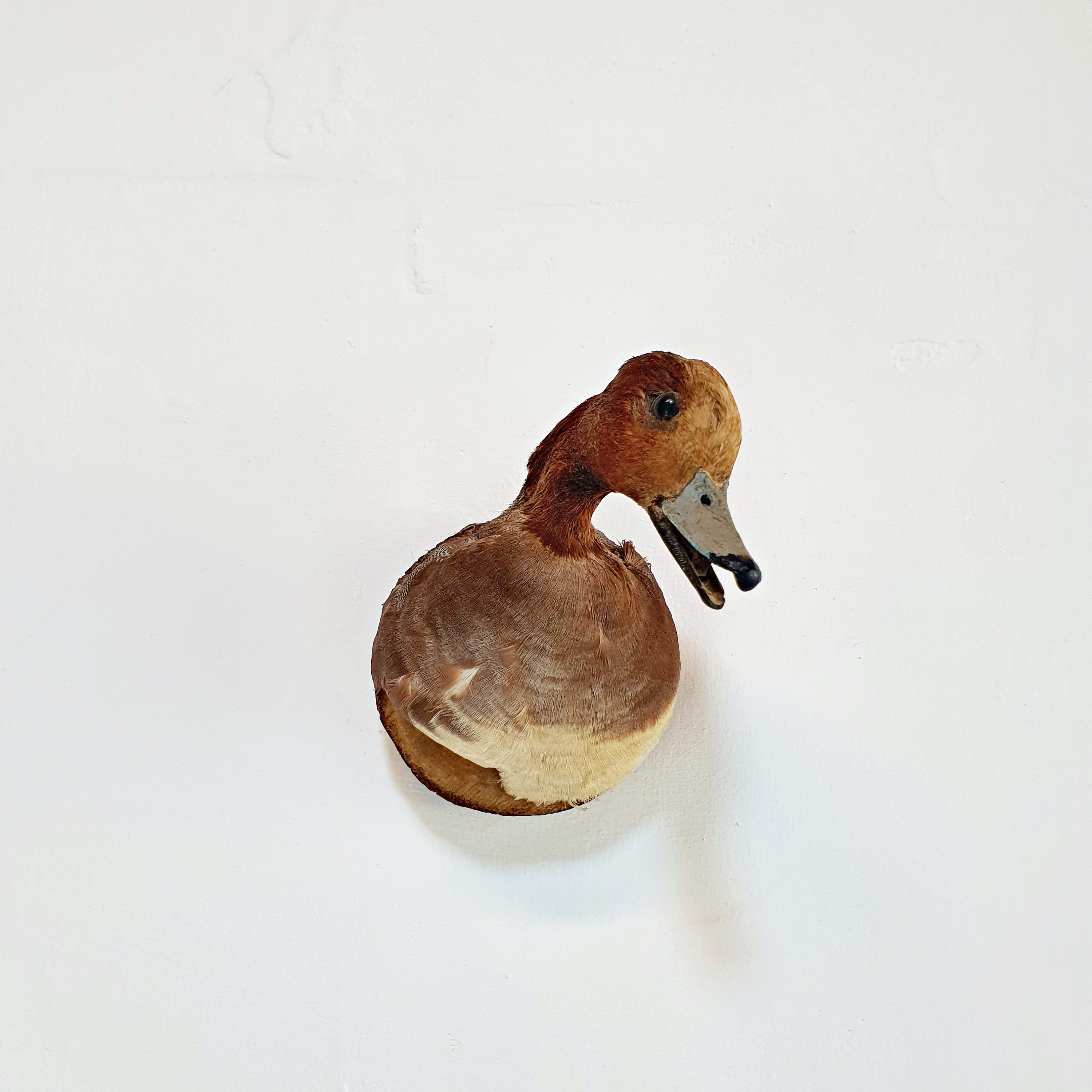 Wigeon Duck Mounts