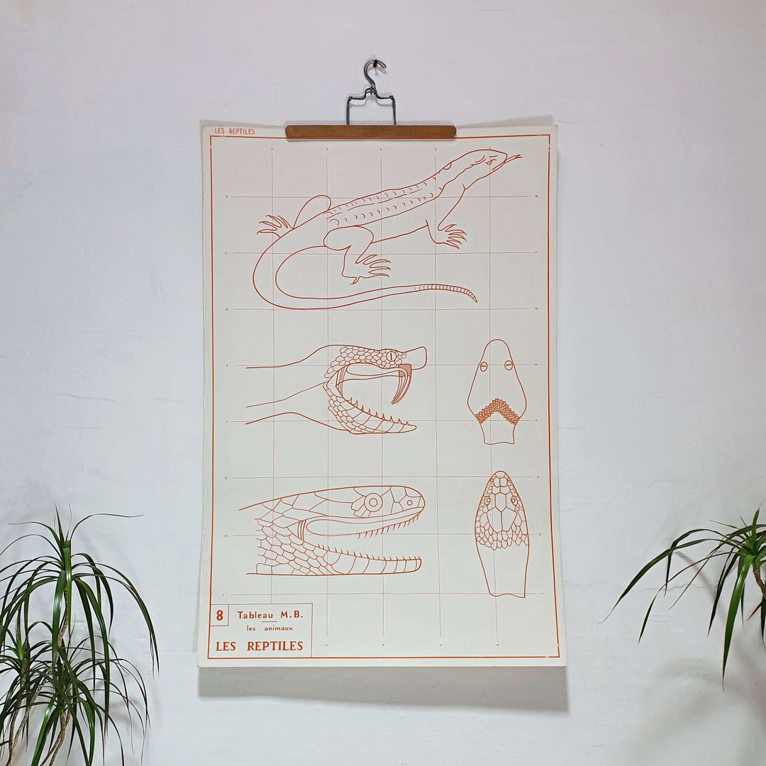 Mid Century Original 1960s Double Sided Poster of Reptiles and Frog ...