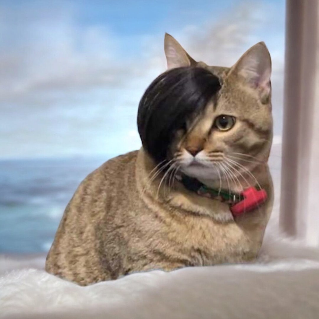 Pet Wig Extension Side-swept Bangs for Cats and Small Dogs - Etsy